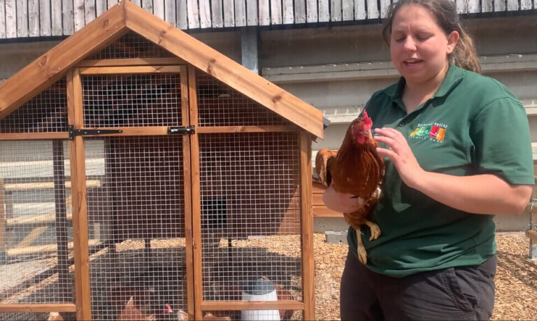 Hy-line chickens - Forge Mill Farm