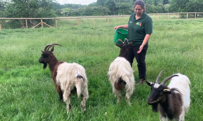 Bagot Goat - Forge Mill Farm
