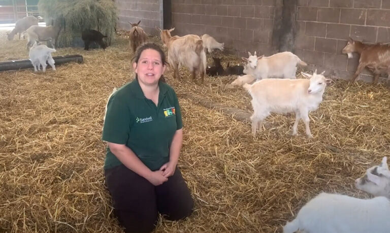 Golden Gurnsey Goat - Forge Mill Farm