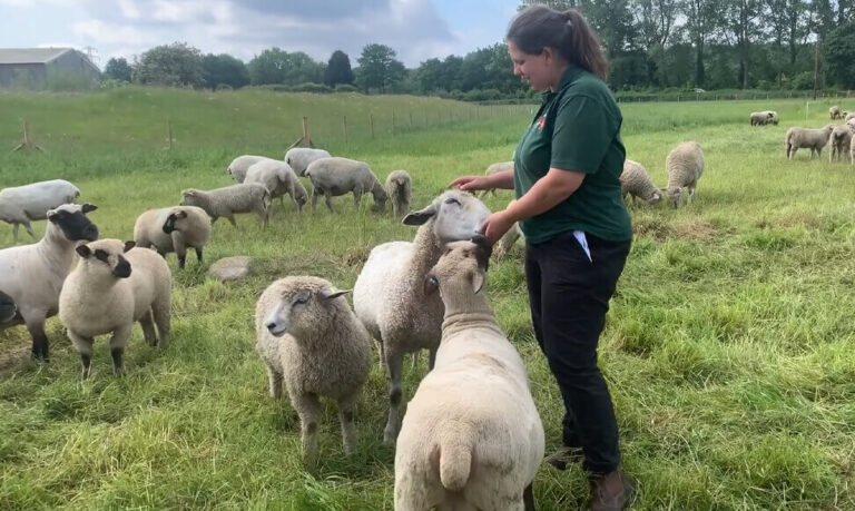 Leicester Longwool sheep - Forge Mill Farm