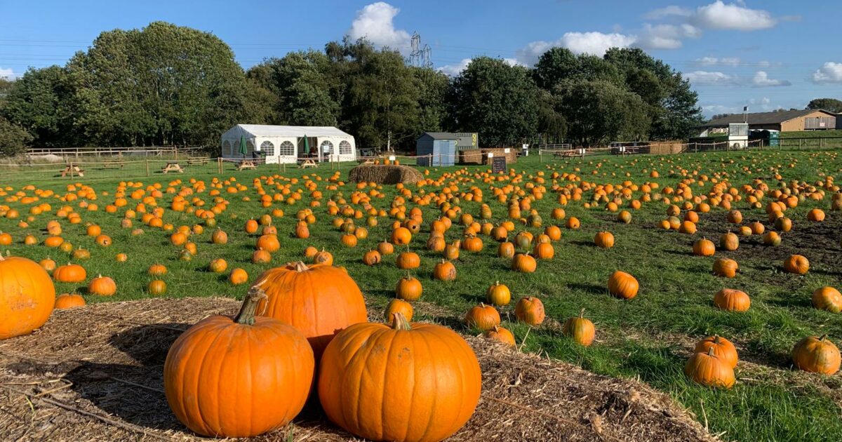 Pumpkin Picking & Forge Mill Farm Visit - Forge Mill Farm