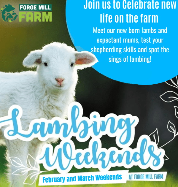 Lambing Weekends - February & March - Forge Mill Farm